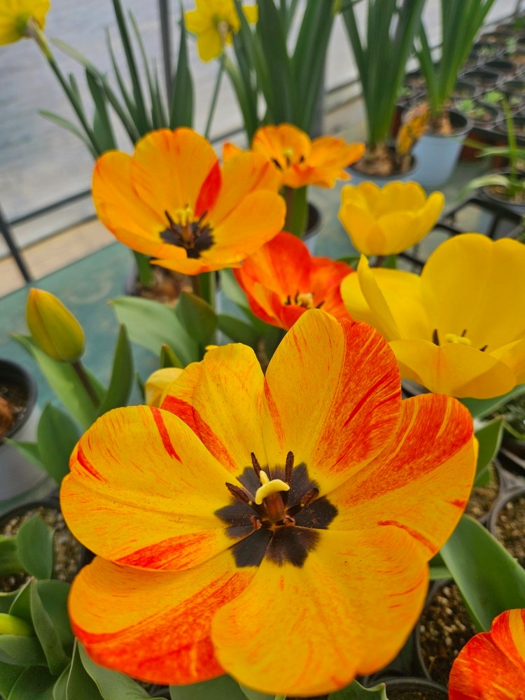 🌳조경수 야생화 꽃나무 분재 바위솔 🌼 | 강원특별자치도 횡성군 우천면 | 원예/화훼농원 | 당근 비즈 소식