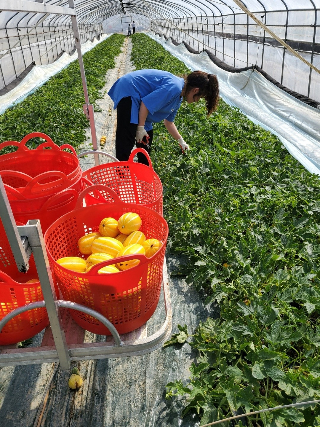 꿀뿜는 아삭참외성주3대 공식 참외농장 맛보기 무료배송 부산광역시 수영구 망미동 비즈프로필