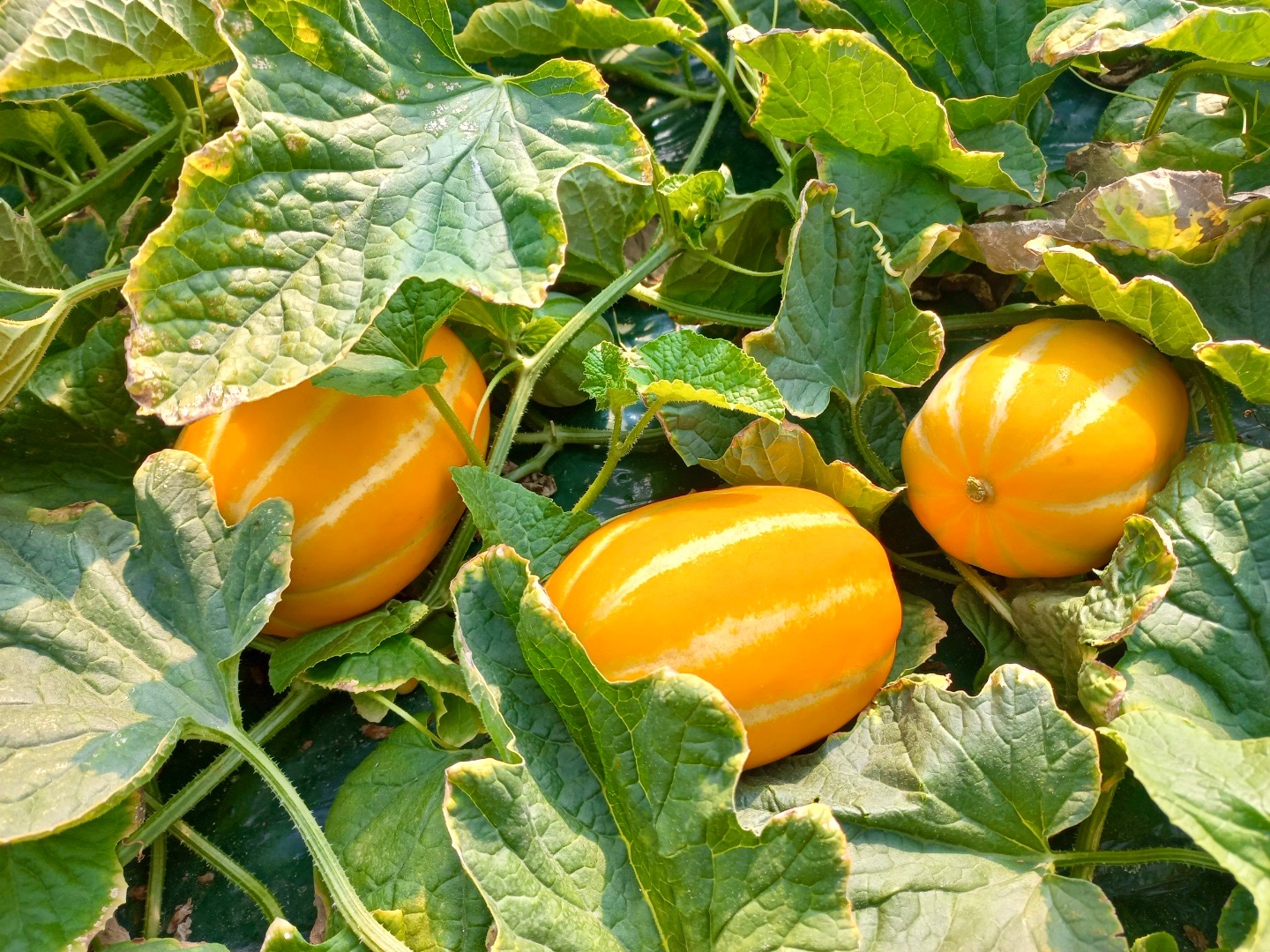 성주참외 무료배송 2kg 5kg - 부산광역시 남구 대연동 | 비즈프로필