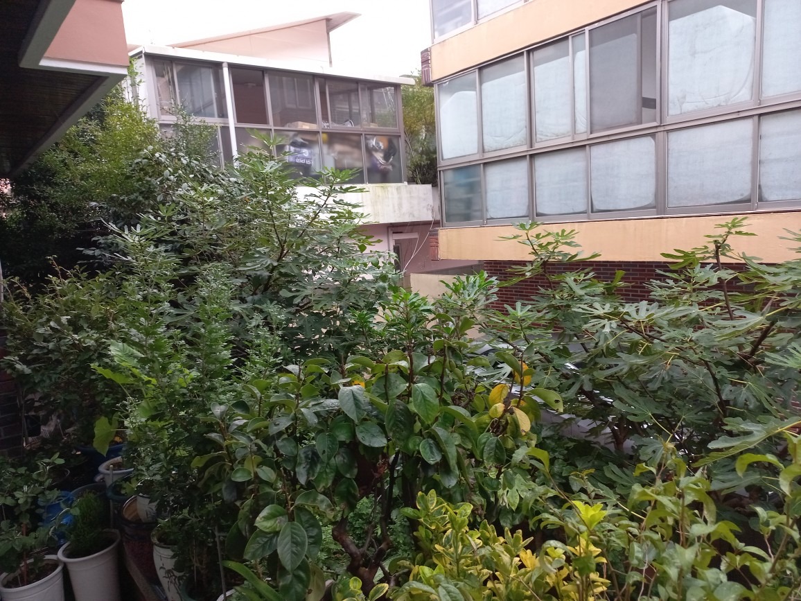 밀림이되어버린 대연동 가정주택 화단정리 나무전지 나무가지치기 부산광역시 부산진구 연지동 비즈프로필