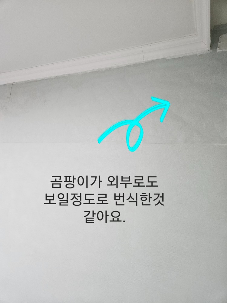 대전도배 부부도배 곰팡이제거 살림집도배 부분도배 전민동도배 엑스포아파트도배 결로도배 누수도배 대전광역시 서구
