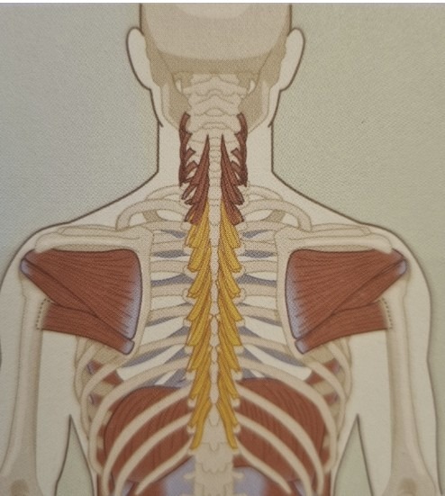 근육의 시작점과 닿는점 공부하기가로돌기가시근육근등부분 서울특별시 강남구 청담동 비즈프로필