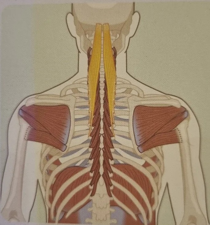 근육의 시작점과 닿는점 공부하기가로돌기가시근육근머리부분 서울특별시 강남구 청담동 헬스 당근 비즈 소식