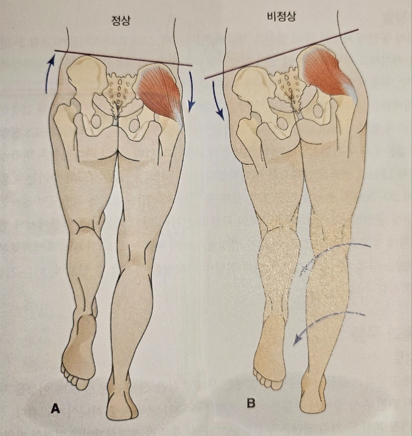일반적인 분절 움직임 시스템 장애의 증거 기반 검토발과 발목 서울특별시 강남구 청담동 헬스 당근 비즈 소식
