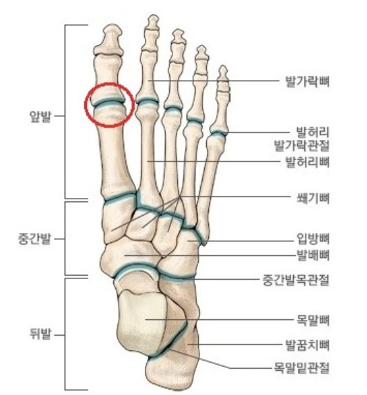 일반적인 분절 움직임 시스템 장애의 증거 기반 검토 발과 발목 2 서울특별시 강남구 청담동 비즈프로필