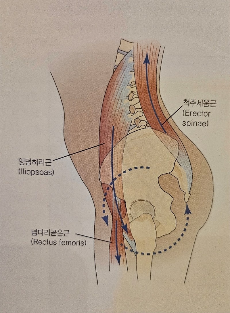 일반적인 분절 움직임 시스템 장애의 증거 기반 검토 발과 발목 4 서울특별시 강남구 청담동 헬스 당근 비즈 소식