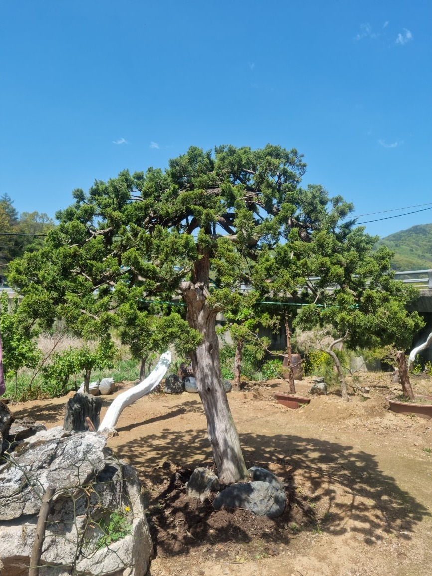 향나무 관리 잘 하셨네요 - 충청남도 아산시 배방읍 | 비즈프로필