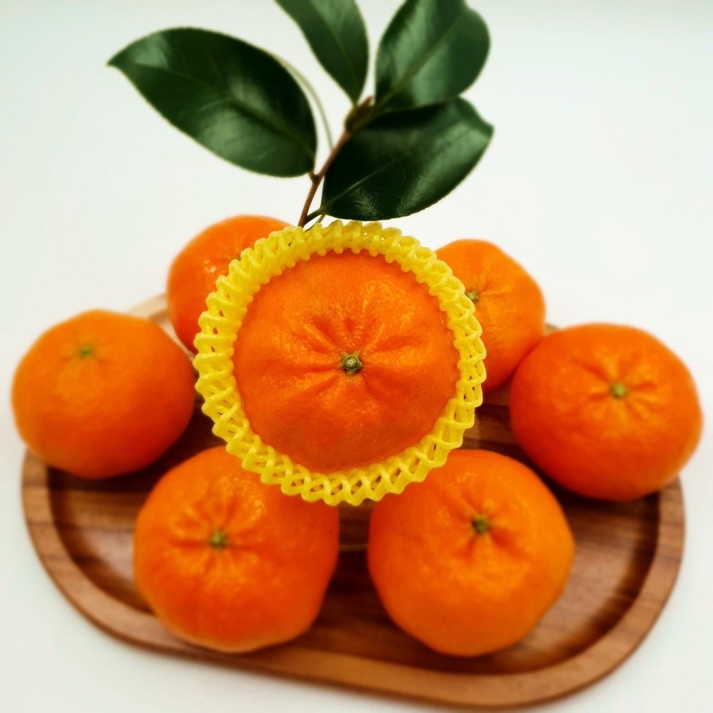 설 선물 주문 마감임박!! 2월 3일 토 마감합니다! | 제주특별자치도 서귀포시 안덕면 | 과일판매 | 당근 비즈 소식