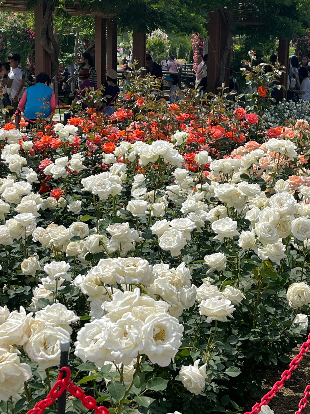 🌹꽃 향기와 함께하는 곡성기차마을세계 장미꽃 축제 원주이야기 강원특별자치도 원주시 단구동 비즈프로필