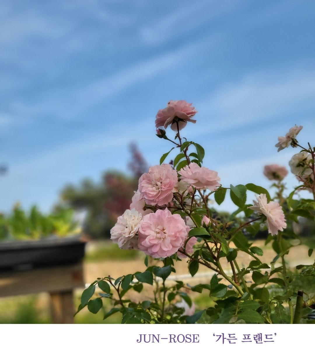 [플라워노트] 한국장미 JUN-ROSE '가든 프랜드' - 충청남도 서산시 음암면 | 비즈프로필