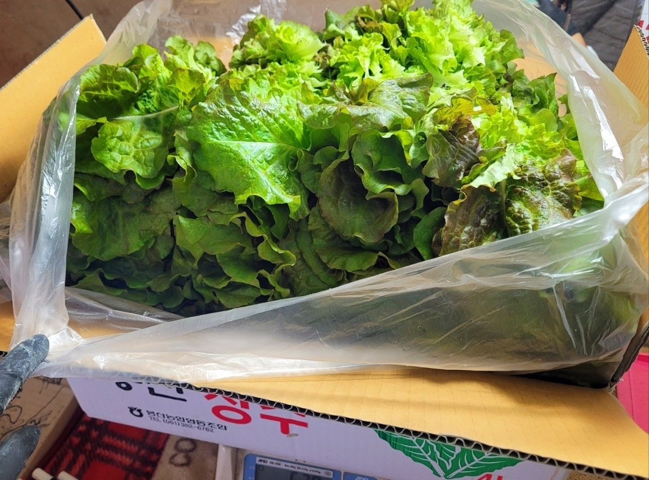 바로 따서 드리는 싱싱한 상추 4kg (한박스)2만원 - 전라남도 담양군 담양읍 | 비즈프로필