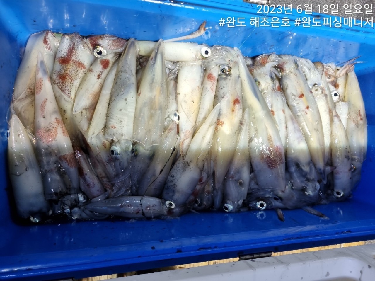 바다선상낚시 한치 7월출조일정 - 경기도 부천시 춘의동 | 비즈프로필