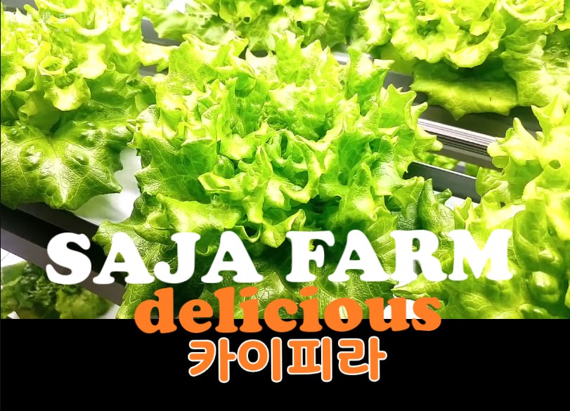 🌱사자팜 채소들 계약재배 신청받습니다~^^ - 강원특별자치도 속초시 청학동 | 비즈프로필