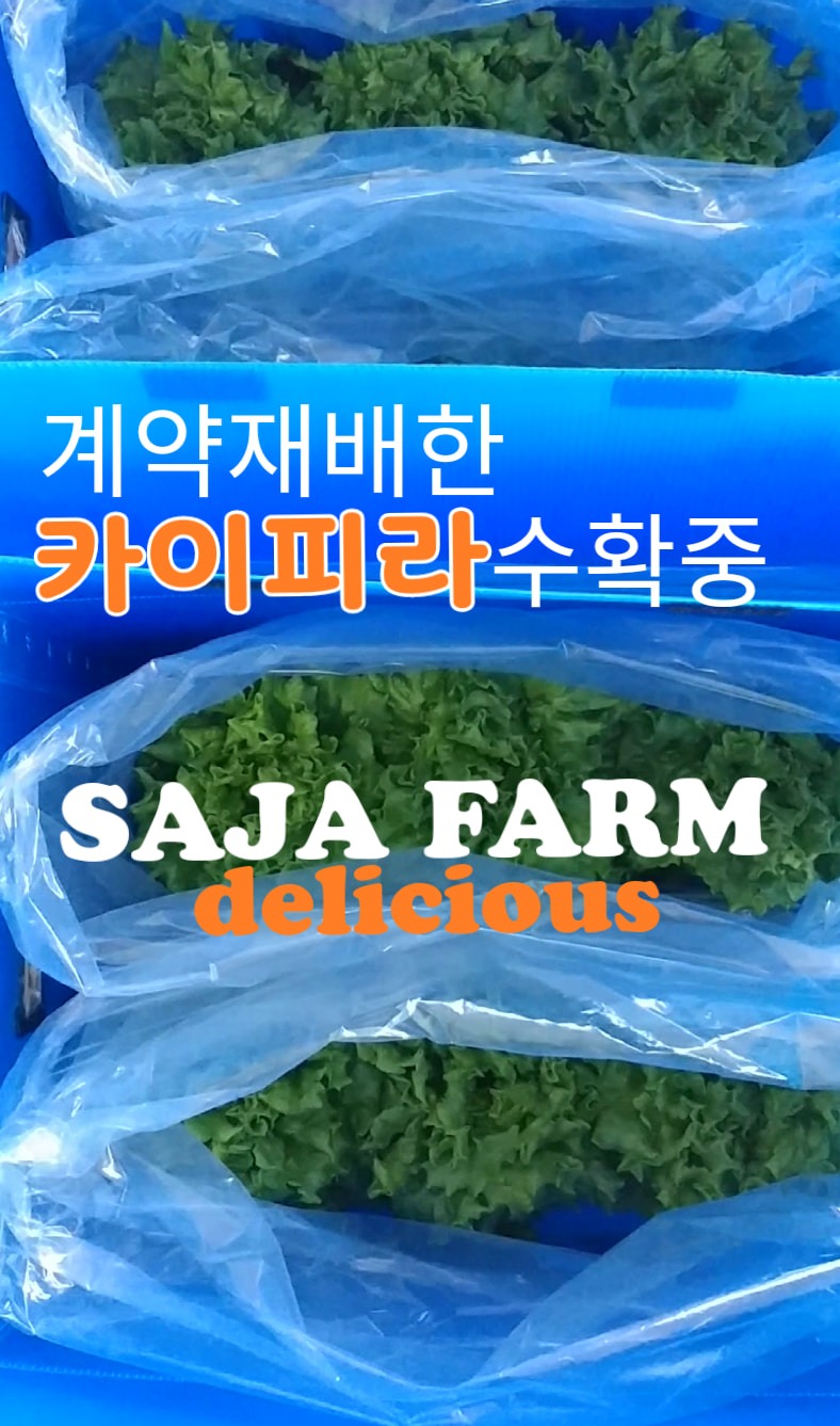 🌱사자팜 채소들 계약재배 신청받습니다~^^ - 강원특별자치도 속초시 청학동 | 비즈프로필