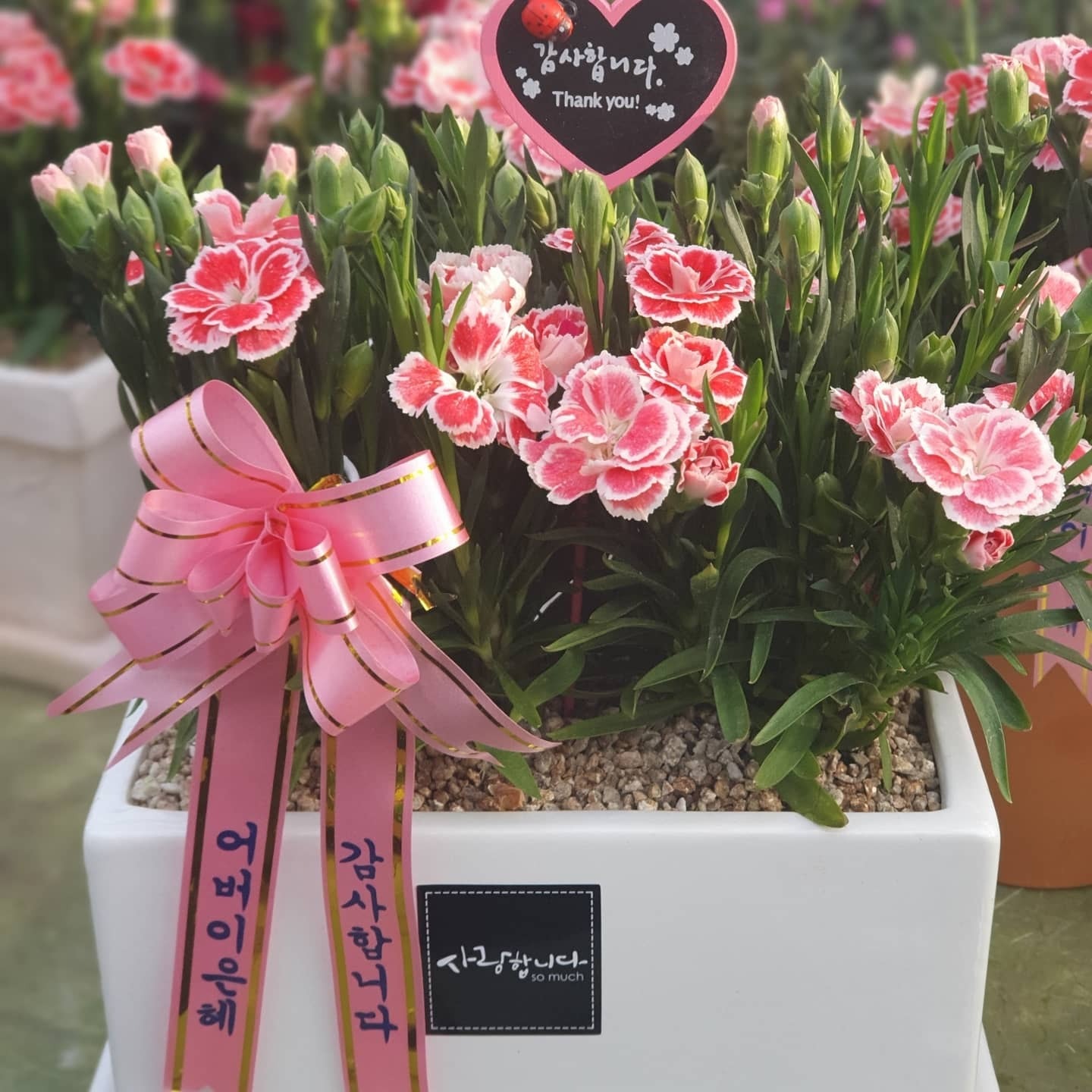 😍어버이날스승의날 카네이션화분 만들어드립니다🎀🌳 제주특별자치도 서귀포시 대정읍 비즈프로필