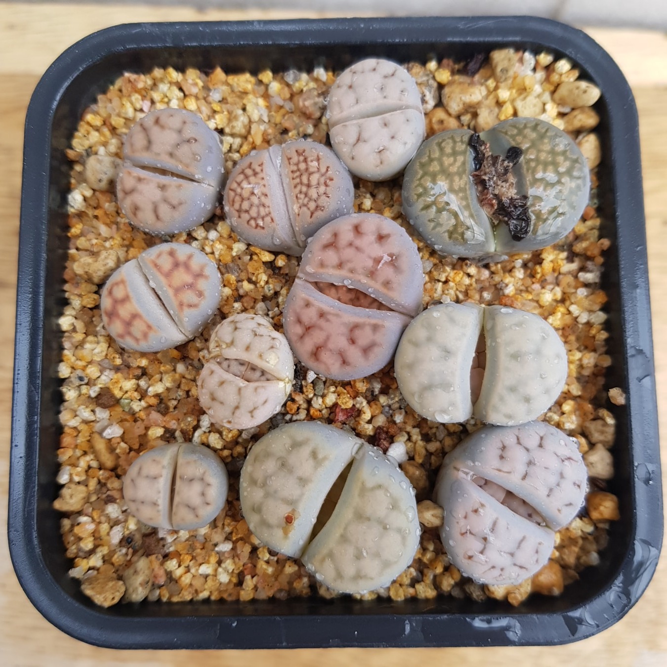 Lithops (리톱스)모듬 거래완료 - 인천광역시 남동구 구월동 | 비즈프로필