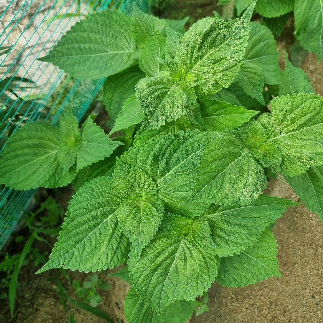 농산물 야채 종합으로 해서 만원 부터 가능합니다 꽈리고추 오이 아삭이 고추 파 깻잎 상추 청양고추 가지 강원특별자치도
