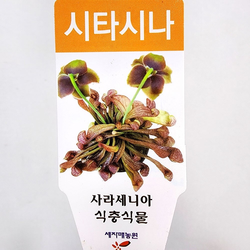 에덴플랜트 사라세니아 시타시나 히타시나 모기 파리퇴치 벌레잡이 식충식물 경기도 용인시 처인구 이동읍 비즈프로필
