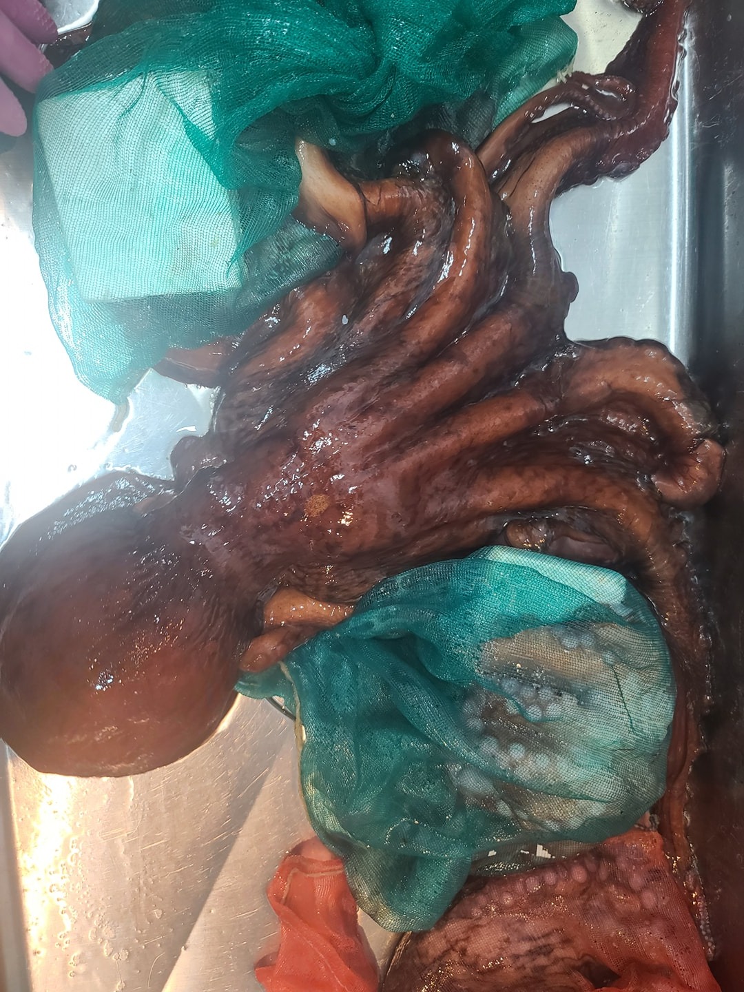 문어 4마리 입고! (3kg, 1.9kg, 1kg, 0.9kg) - 강원특별자치도 강릉시 포남동 | 비즈프로필