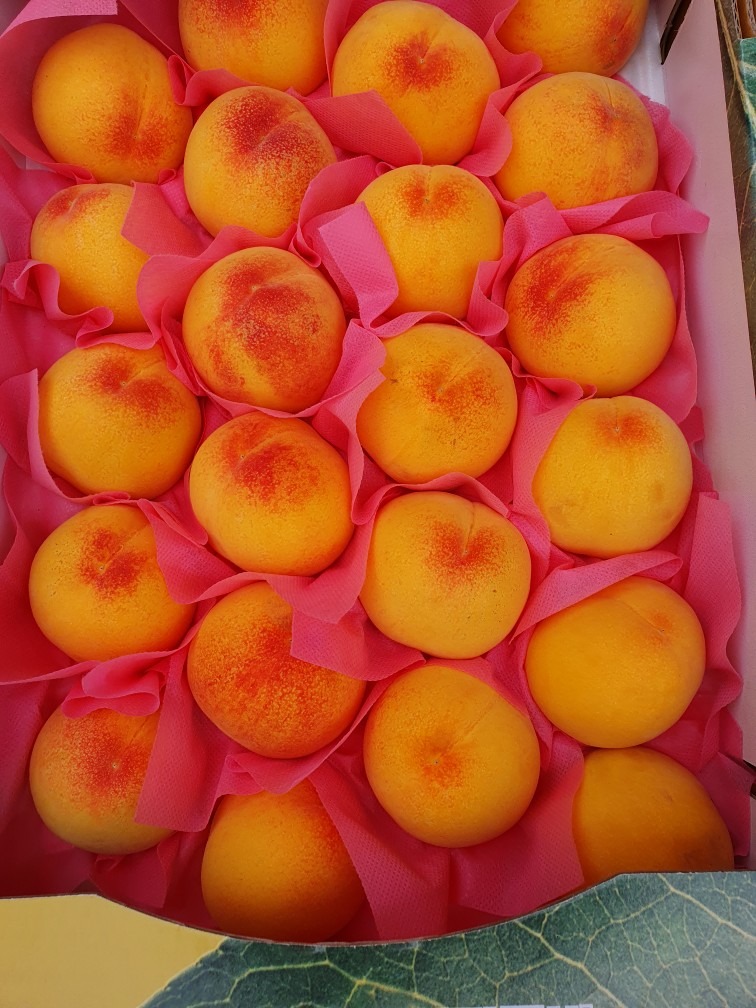 고당도 복숭아 참외 고당도 멜론 수박 자두 방울토마토 찰토마토 10000원 부터 충청북도 청주시 상당구 용암동 비즈프로필