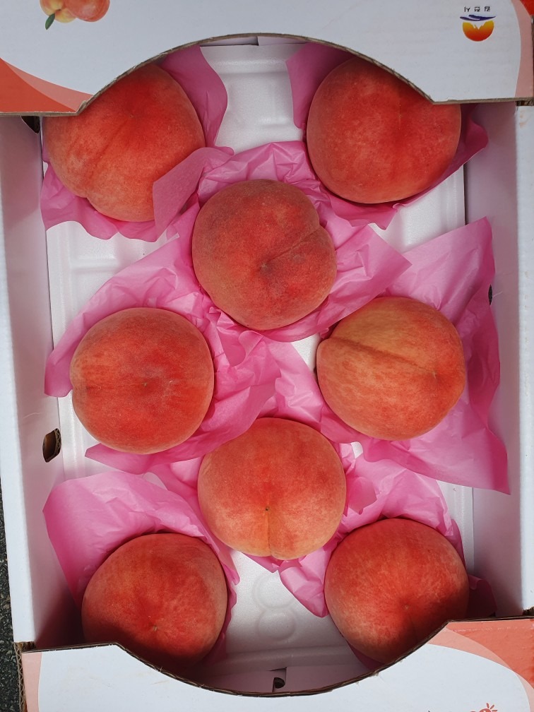 고당도 복숭아 거봉 고당도 샤인머스켓 자두 한바구니 10000원 부터 충청북도 청주시 상당구 용암동 비즈프로필