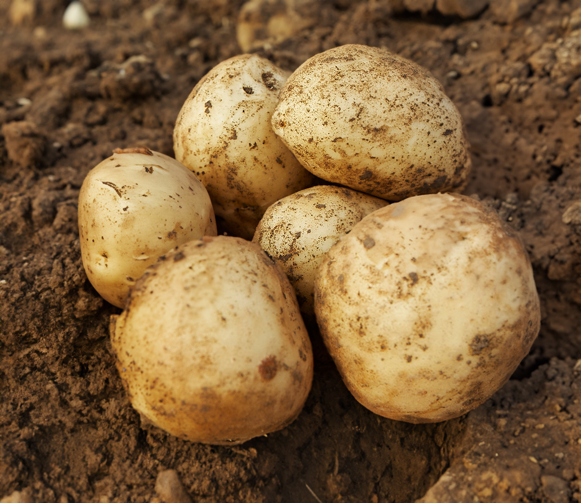 [산지직송] 무농약 제주 탐나감자 햇감자 GAP 인증 3kg 5kg 10kg - 경기도 남양주시 진접읍 | 비즈프로필