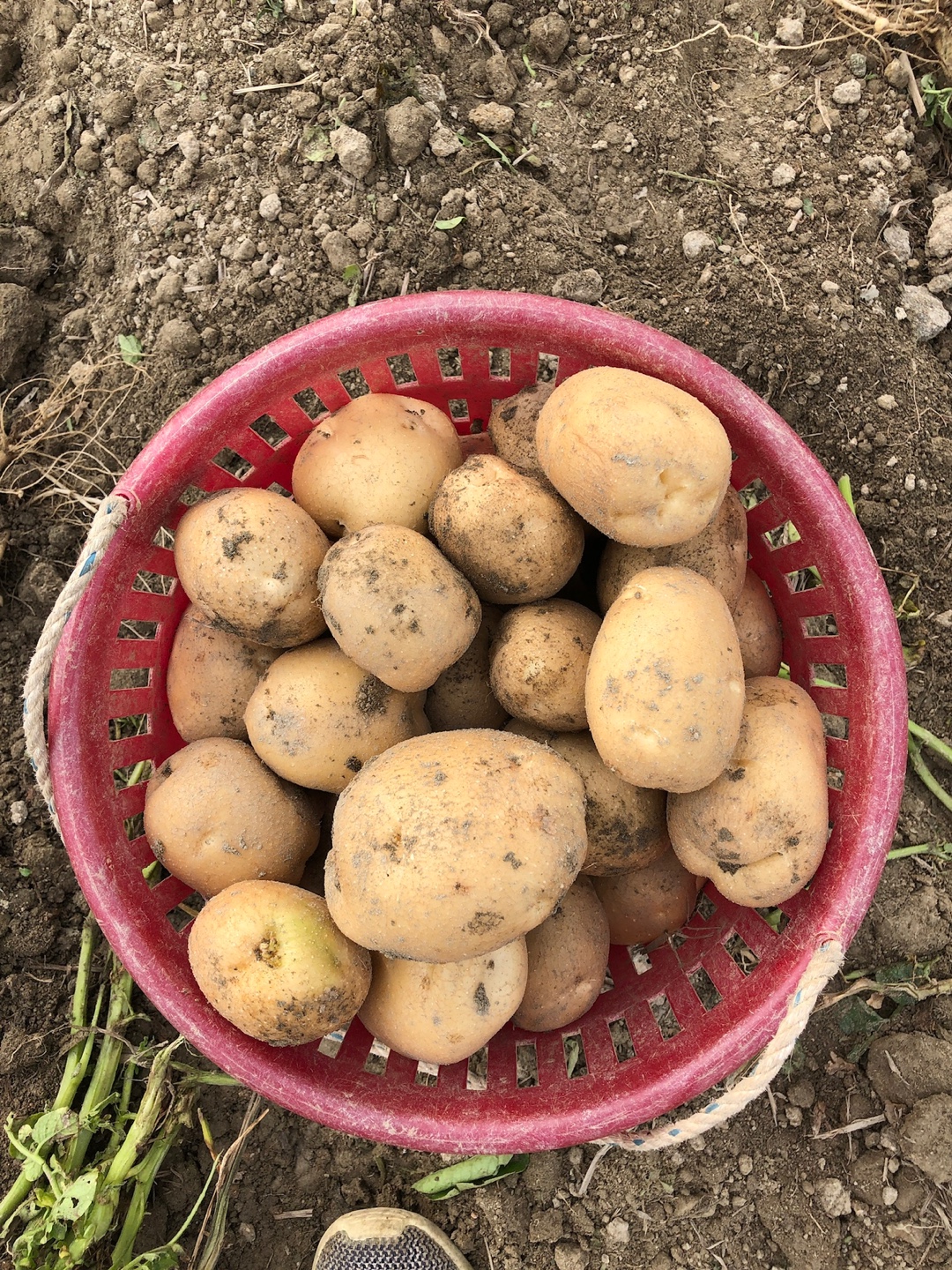 SNS 대란 제품 두백감자 3kg 7,900원 무료배송 - 경기도 광주시 양벌동 | 비즈프로필