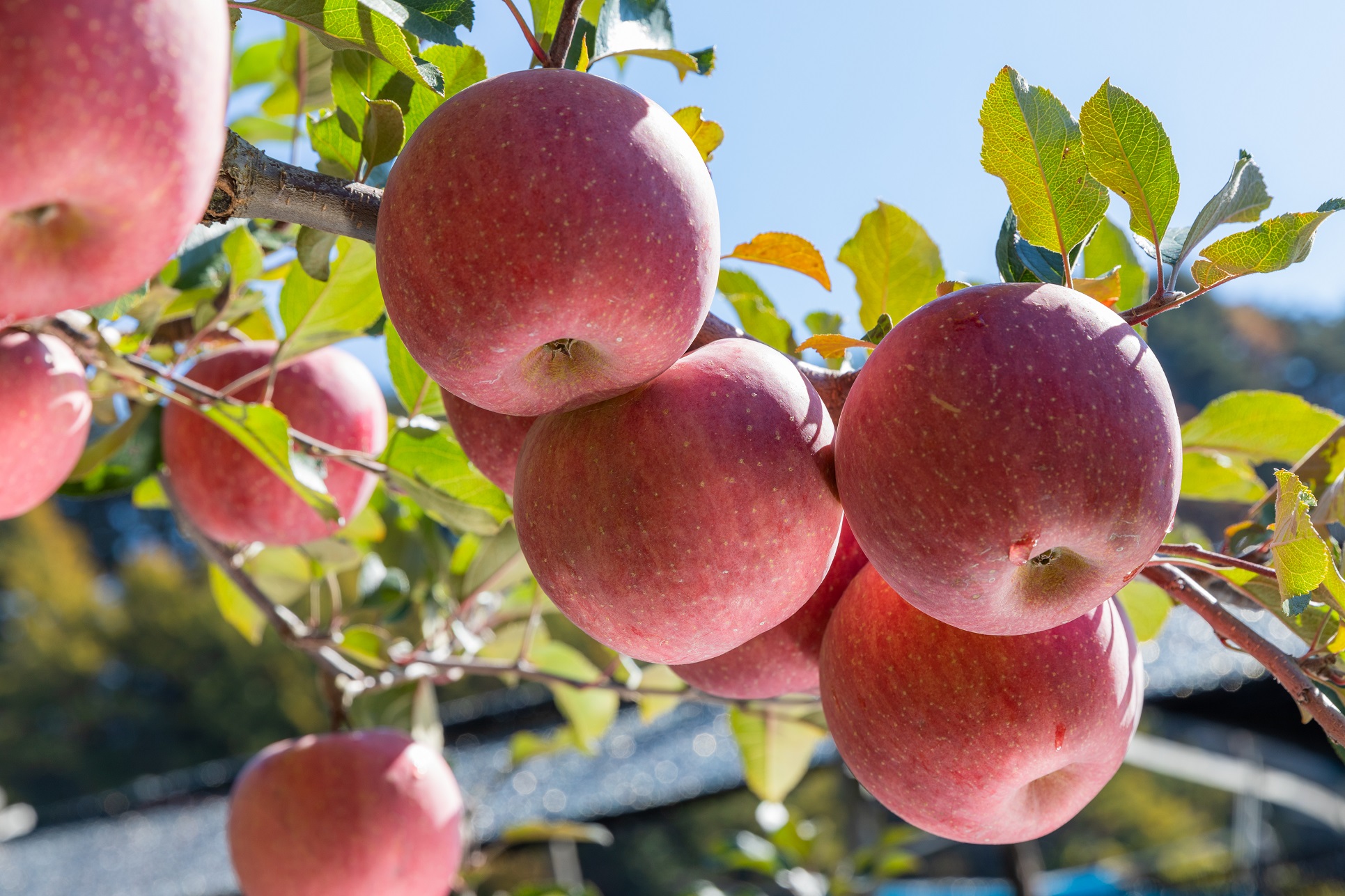 홍천 사과 축제 아시죠? 홍천 가정용 부사 행사. 5kg 29,900. 배송비는 제지갑에서 해결하겠습니다. - 강원특별자치도 ...