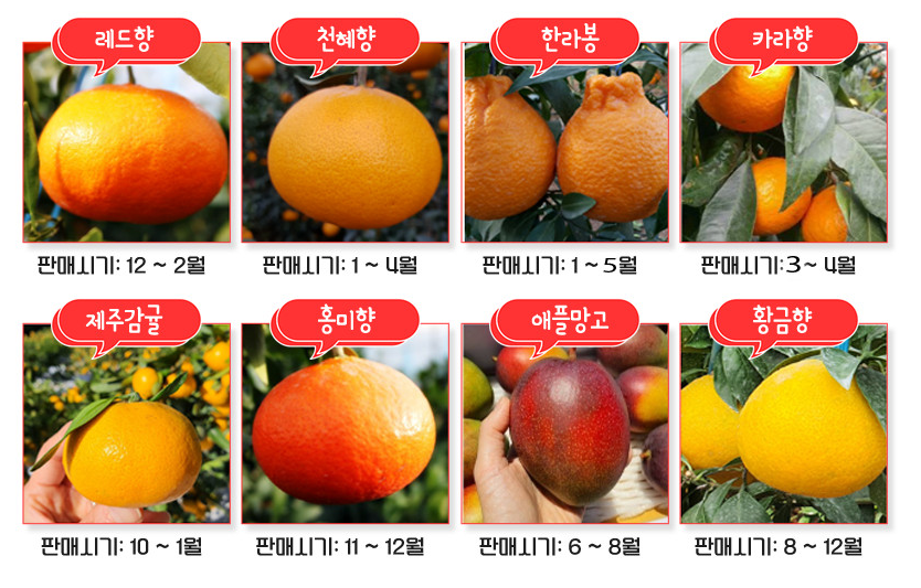 선착순 15명 한정! 만감류 신품종 홍매향 4.5kg 9kg 특가! - 경기도 안성시 석정동 | 비즈프로필