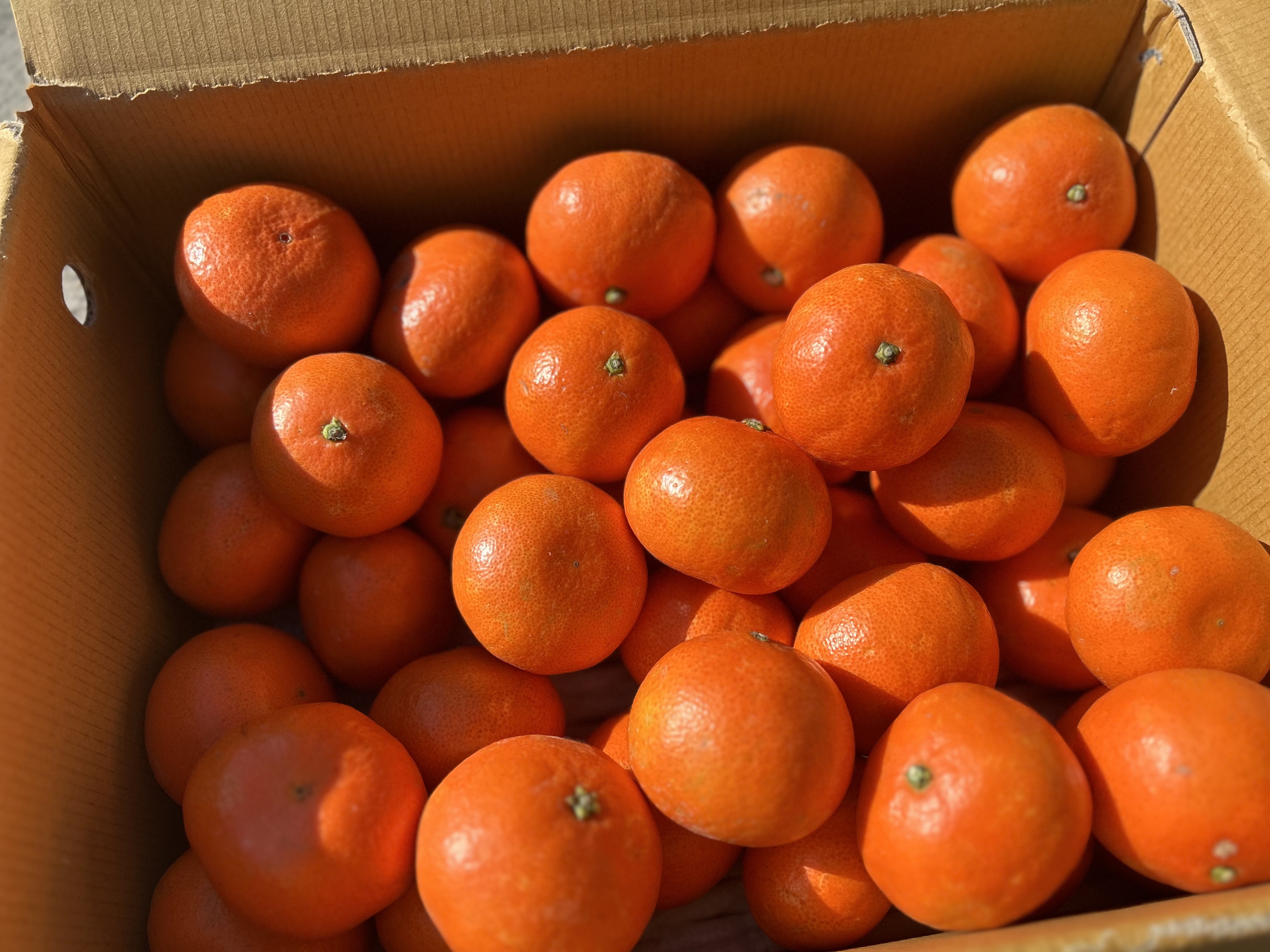 선착순 15명 한정! 만감류 신품종 홍매향 4.5kg 9kg 특가! - 경기도 안성시 석정동 | 비즈프로필