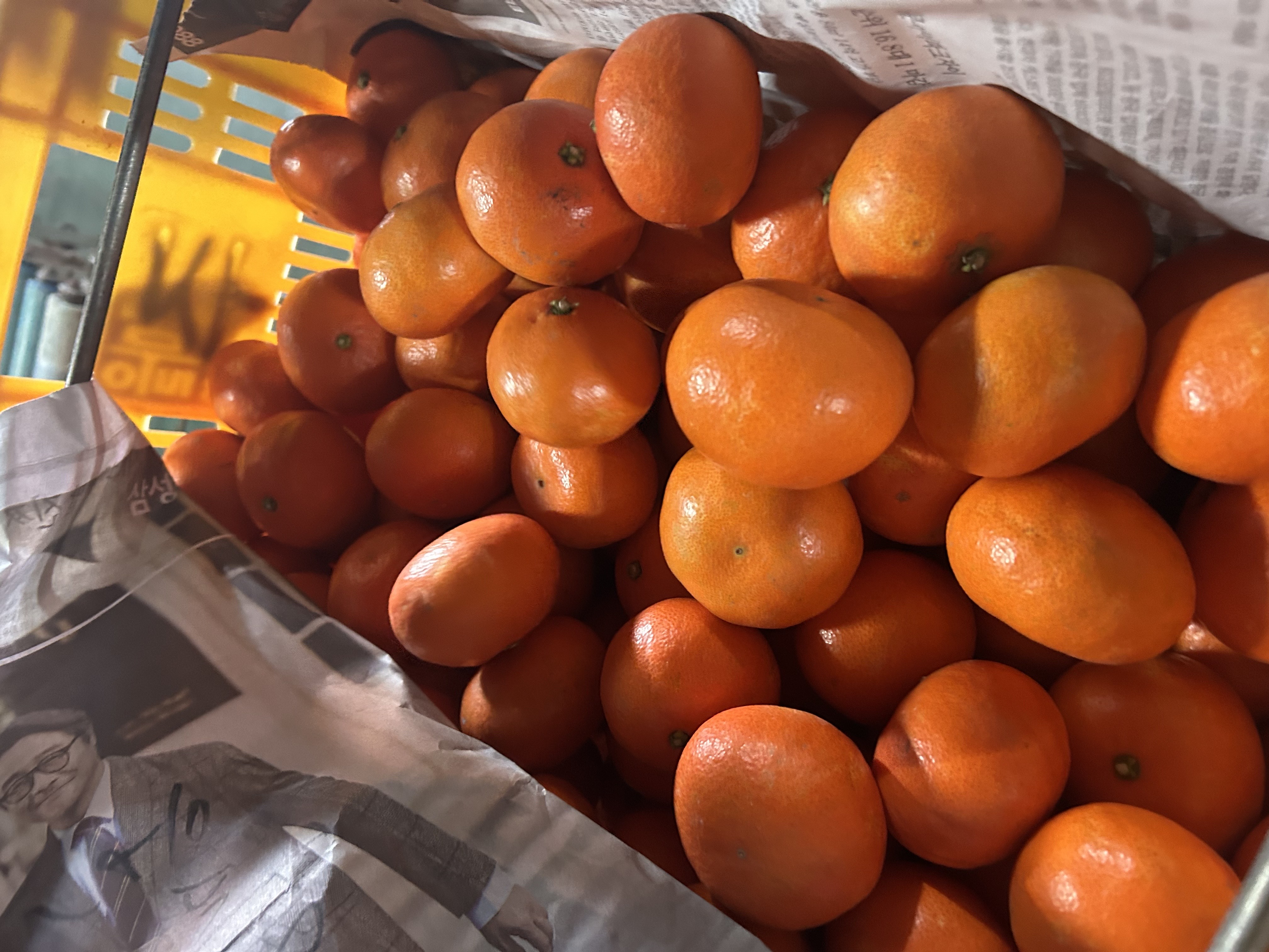 선착순 15명 한정! 만감류 신품종 홍매향 4.5kg 9kg 특가! - 경기도 화성시 동탄1동 | 비즈프로필