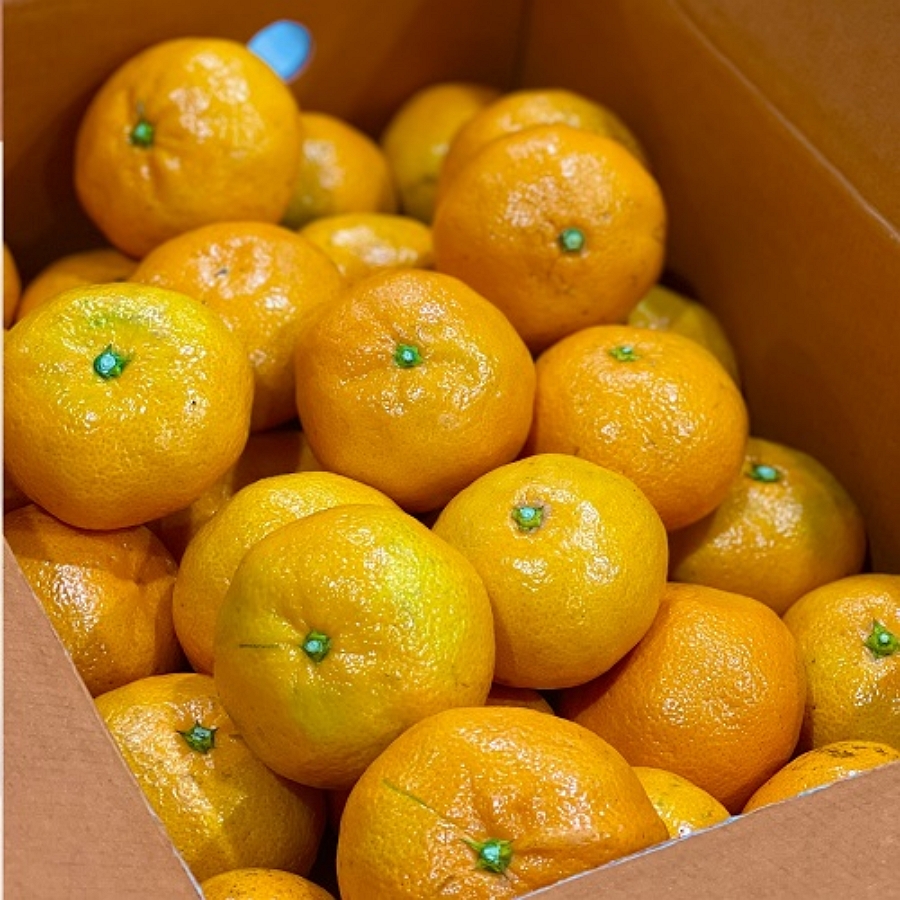 한라봉 3kg/황금향 3kg/타이벡 감귤5kg/노지감귤 5kg 10kg - 경기도 수원시 영통구 영통동 | 비즈프로필