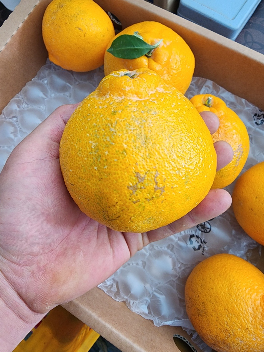 못난이 한라봉 2차 | 제주특별자치도 제주시 한경면 | 농산물종합판매 | 당근 비즈 소식