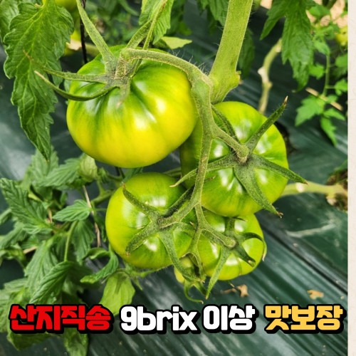 산지직송 GAP 고당도 대저 프리미엄 짭짤이 토마토 로얄과 2S 2.5kg 1박스 - 경기도 양주시 옥정동 | 비즈프로필