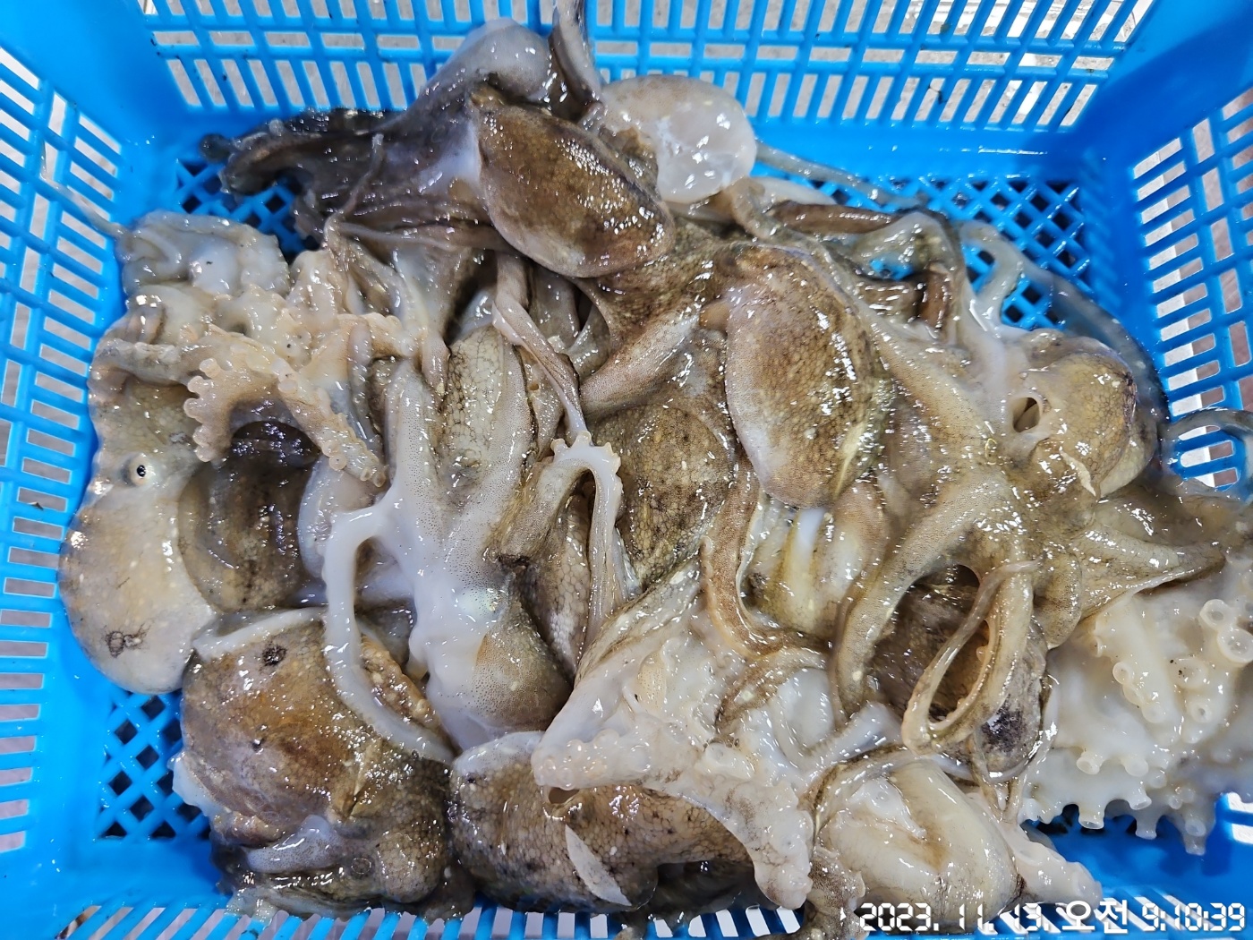 가을엔 또 쭈꾸미 한번 드셔야죠~ 3키로 무료배송! - 서울특별시 양천구 목동 | 비즈프로필