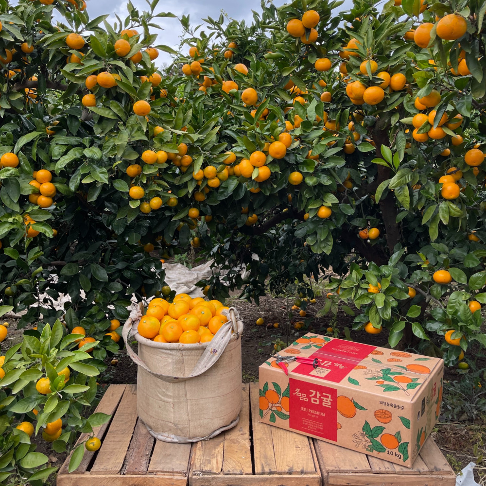 감귤 20박스 한정 특가 5kg 2L사이즈 | 경기도 성남시 분당구 판교동 | 기타식품판매 | 당근 비즈 소식