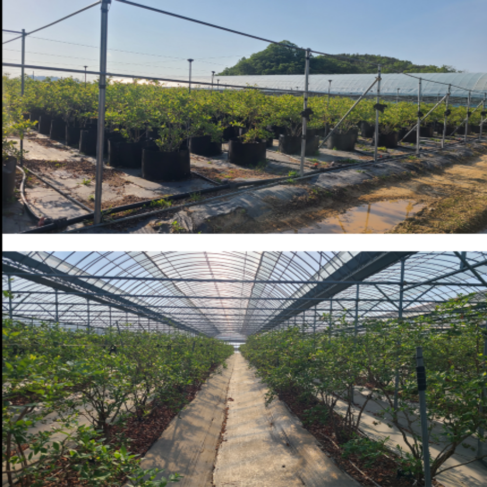 심씨네블루베리 무농약 생 블루베리 | 동네가게