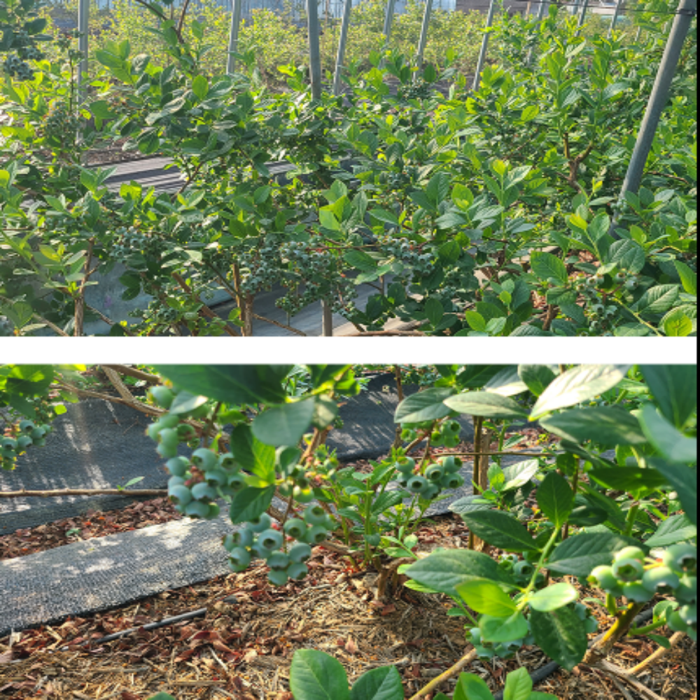 심씨네블루베리 무농약 생 블루베리 | 동네가게