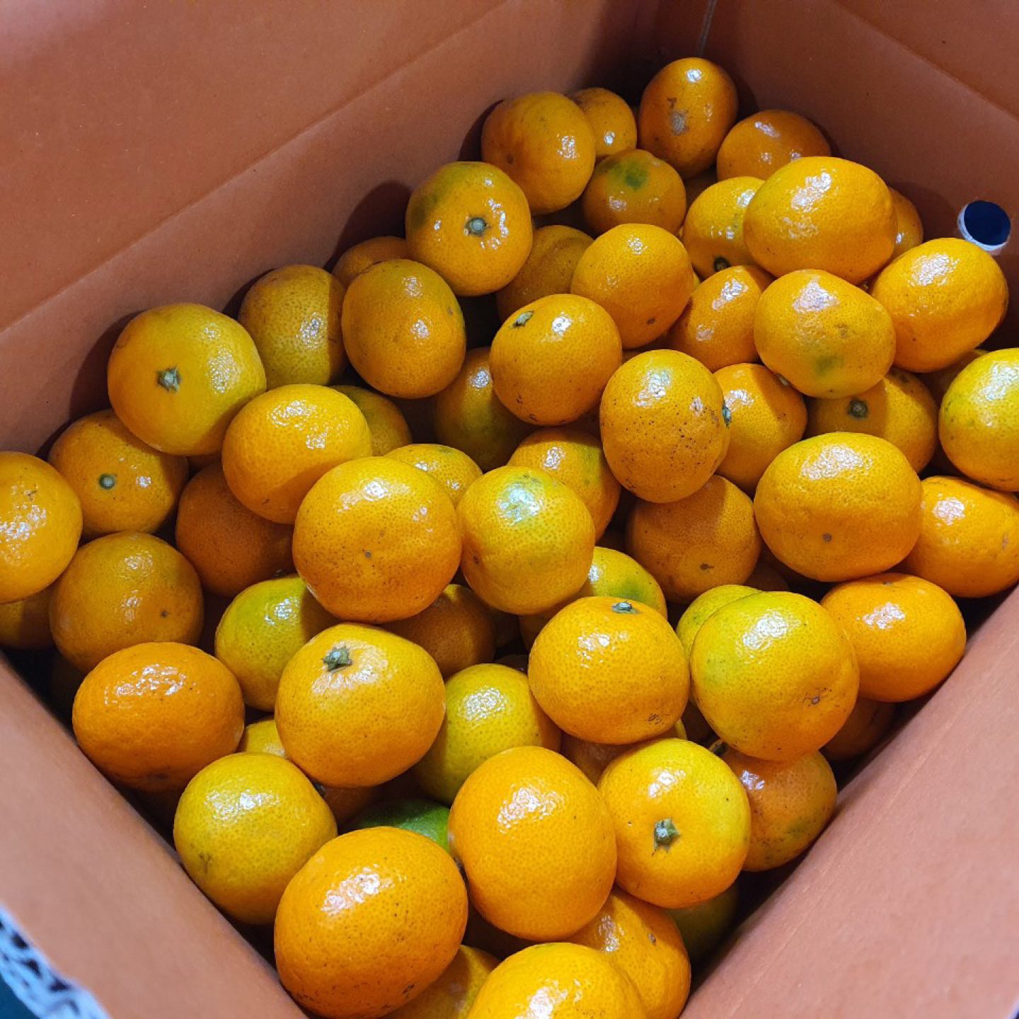 남녀노소 인기짱 꼬마감귤 5kg/10kg (무료배송) - 서울특별시 영등포구 신길동 | 비즈프로필