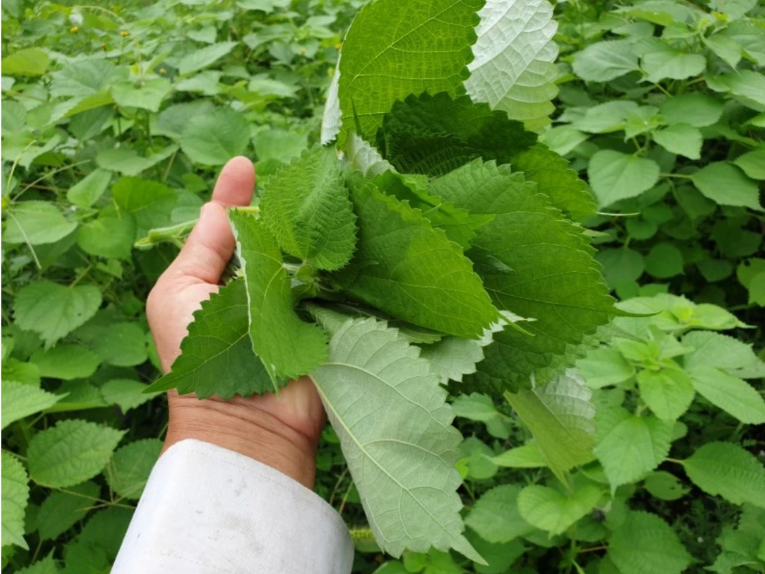 모시절편2키로 | 경기도 이천시 율현동 | 떡집 | 당근 비즈 소식