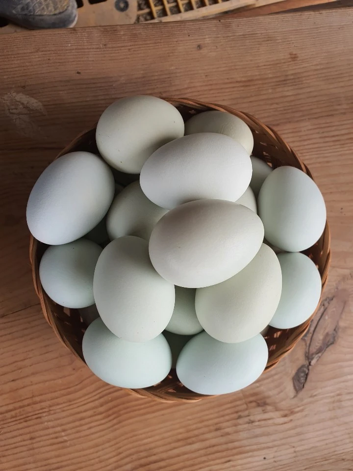 청계 무항생제유정란 | 경상북도 경산시 상방동 | 농수산물 | 당근 비즈 소식