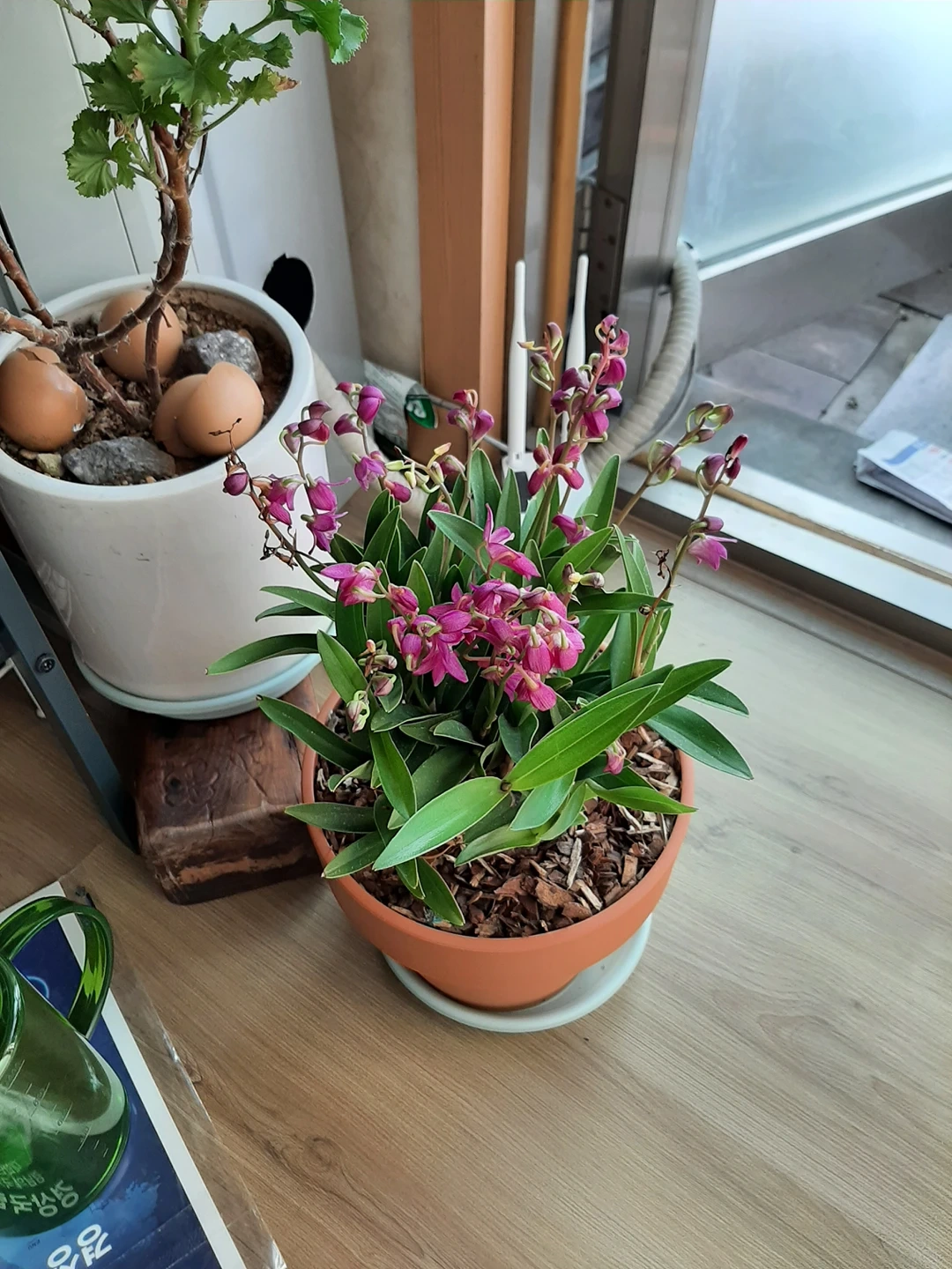 긴기니아난 | 당근 중고거래