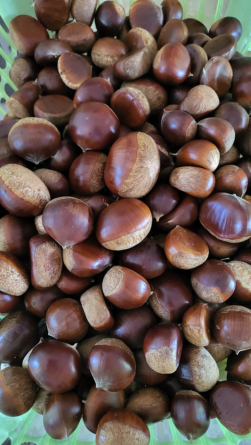 밤 5kg 판매해요 | 당근 중고거래