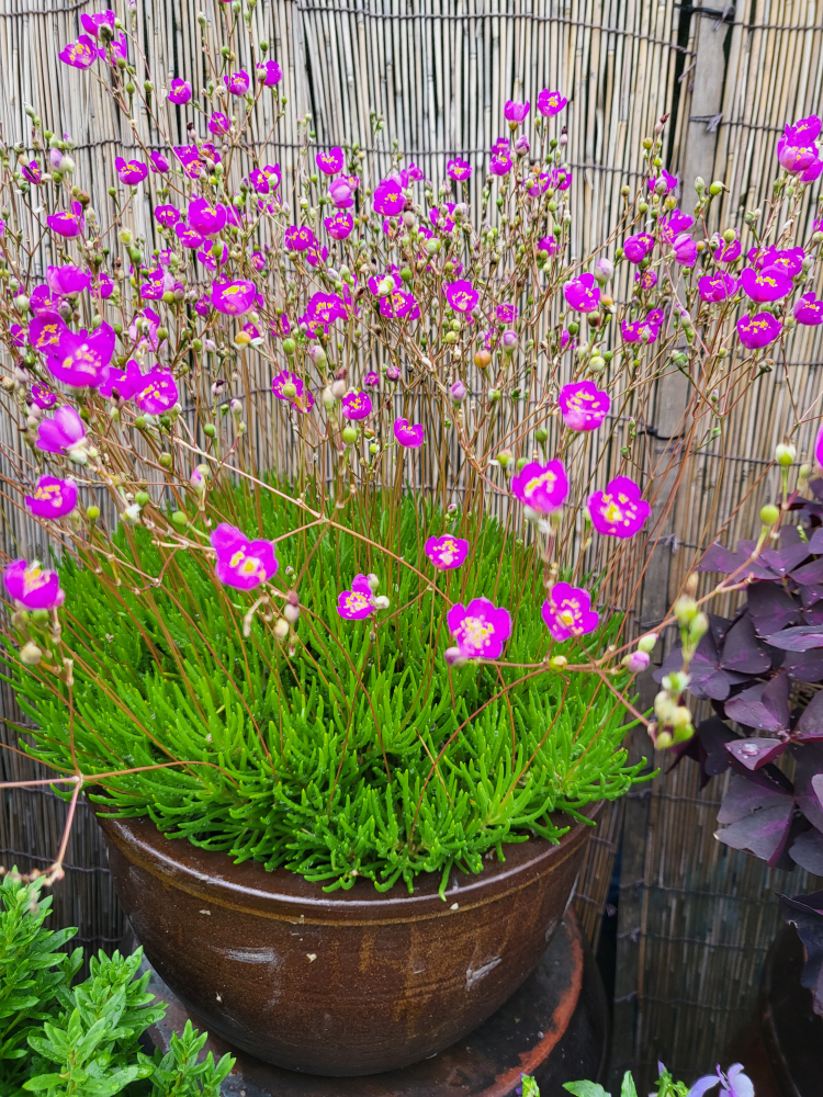 초화화 | 당근 중고거래