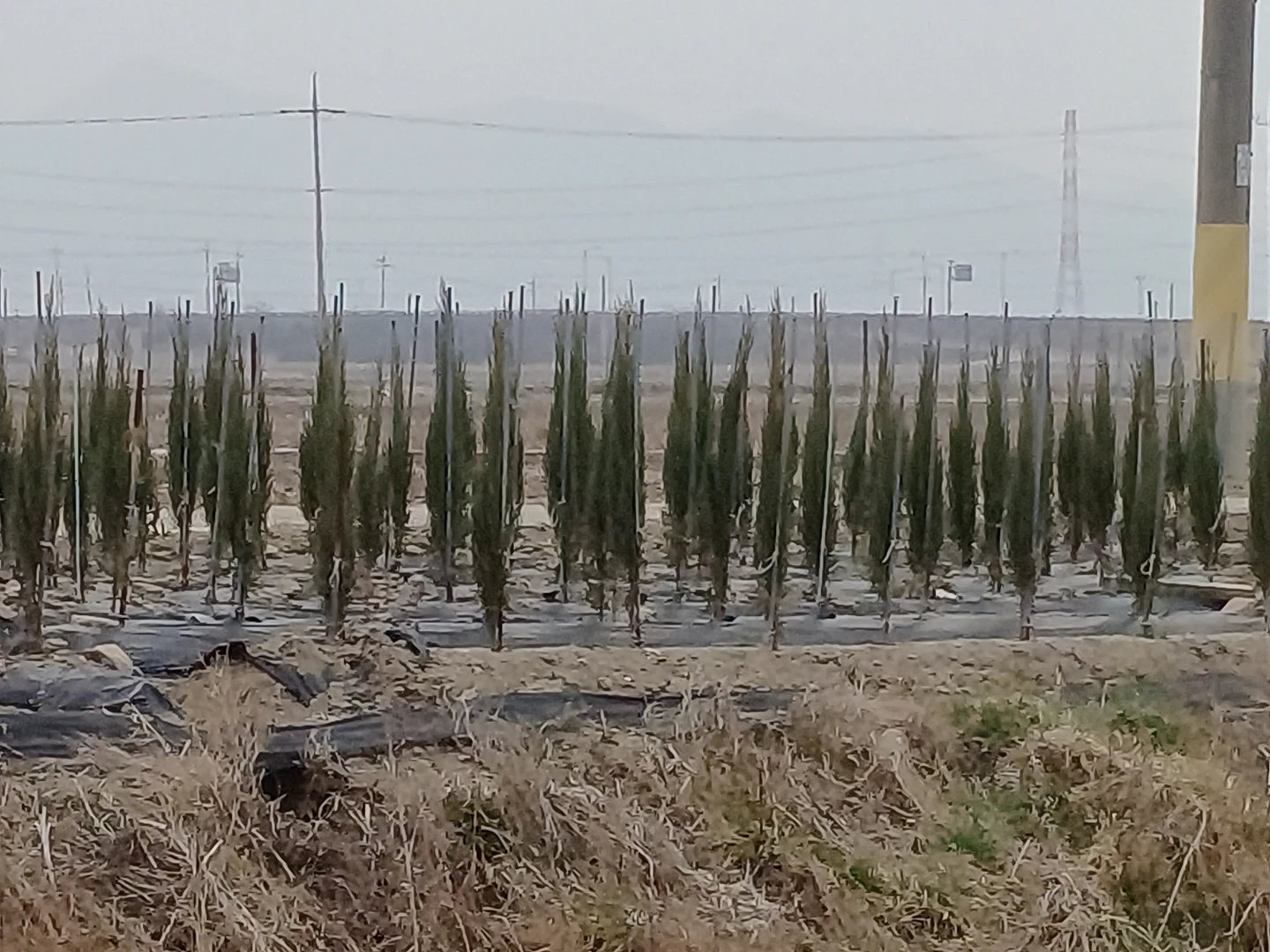 스카이로켓 나무 판매합니다 1m | 당근 중고거래