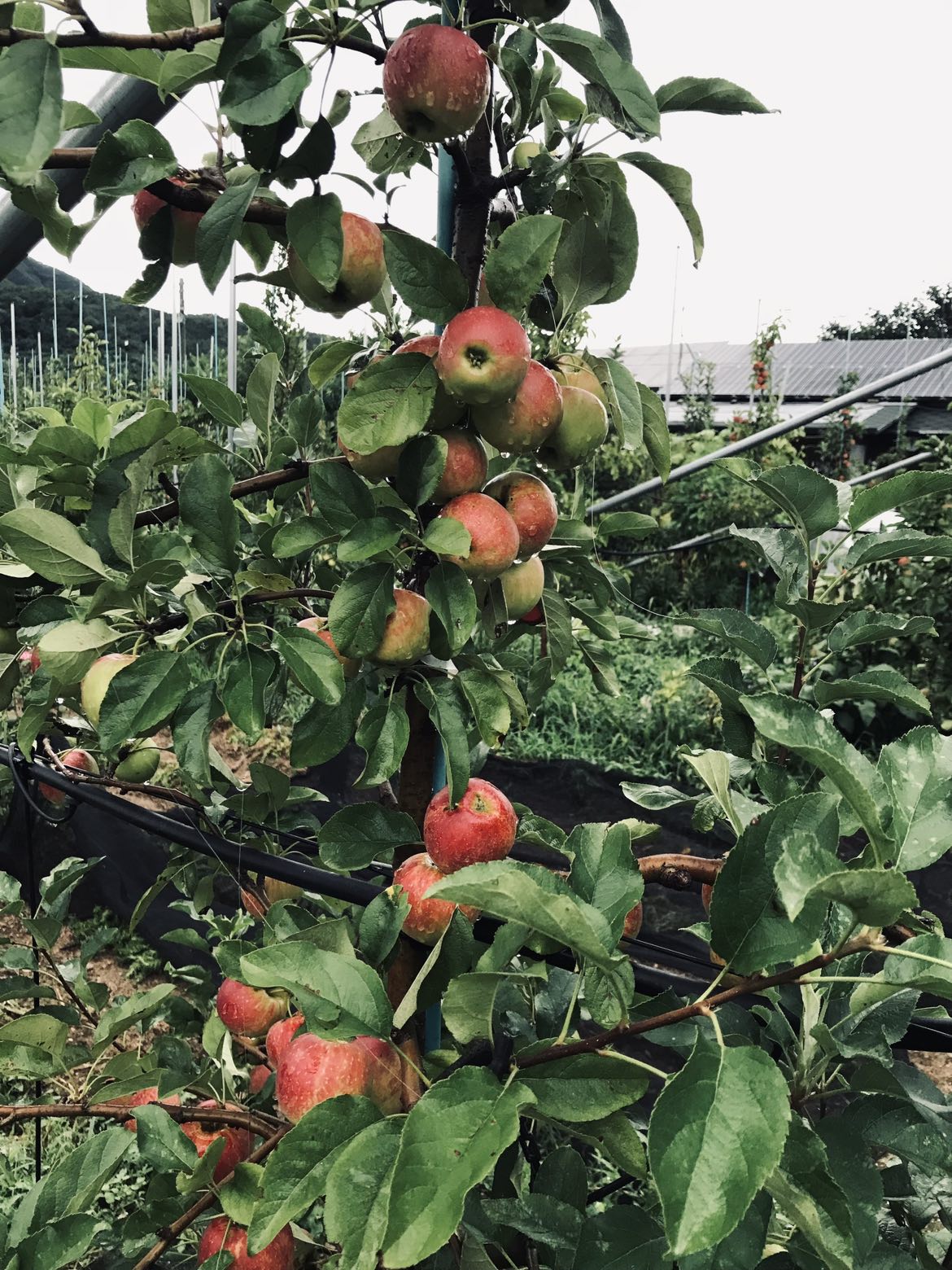 루비에스 사과 팝니다 - 경기도 포천시 일동면 | 비즈프로필