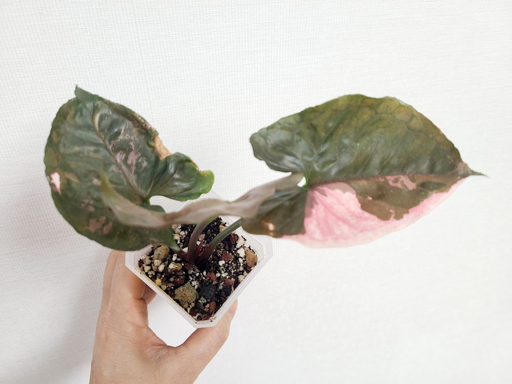 핑크쥬얼리 스트로베리아이스 싱고니움 | 당근 중고거래