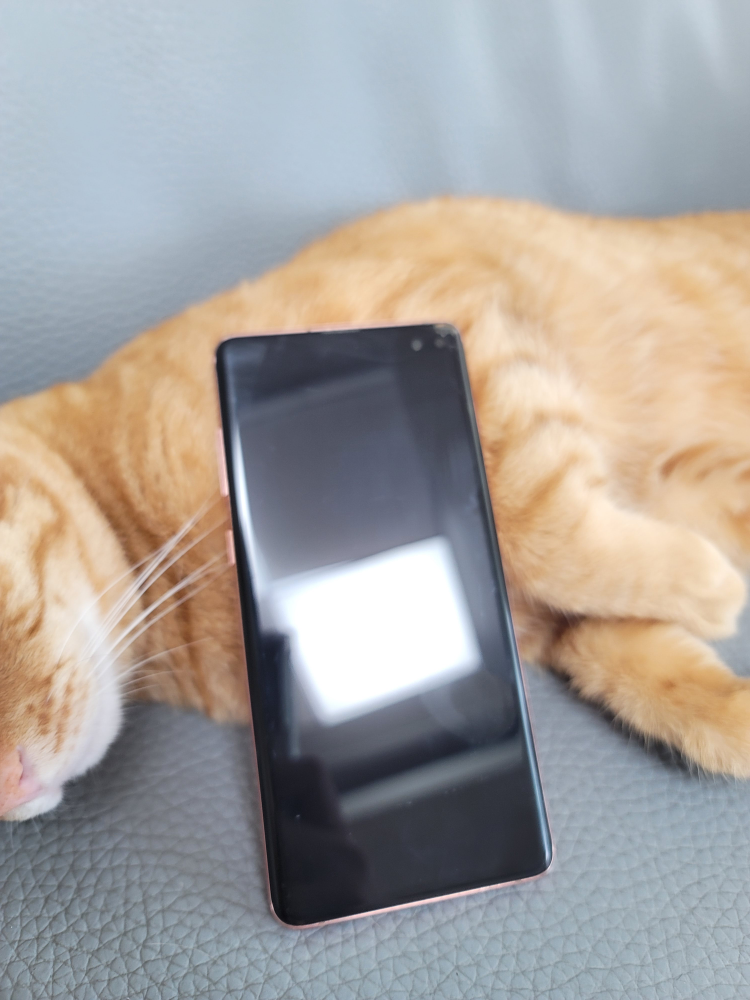 갤럭시 s10+ 128g 모델 ... | 당근 중고거래