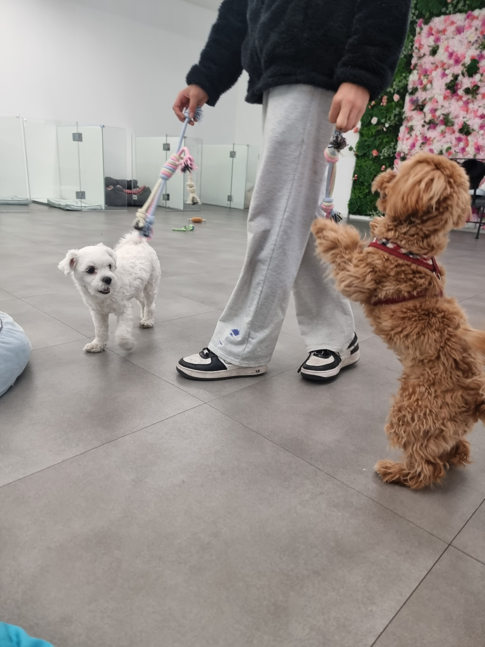 DogiDogi - 서울특별시 강서구 화곡제4동 | 비즈프로필