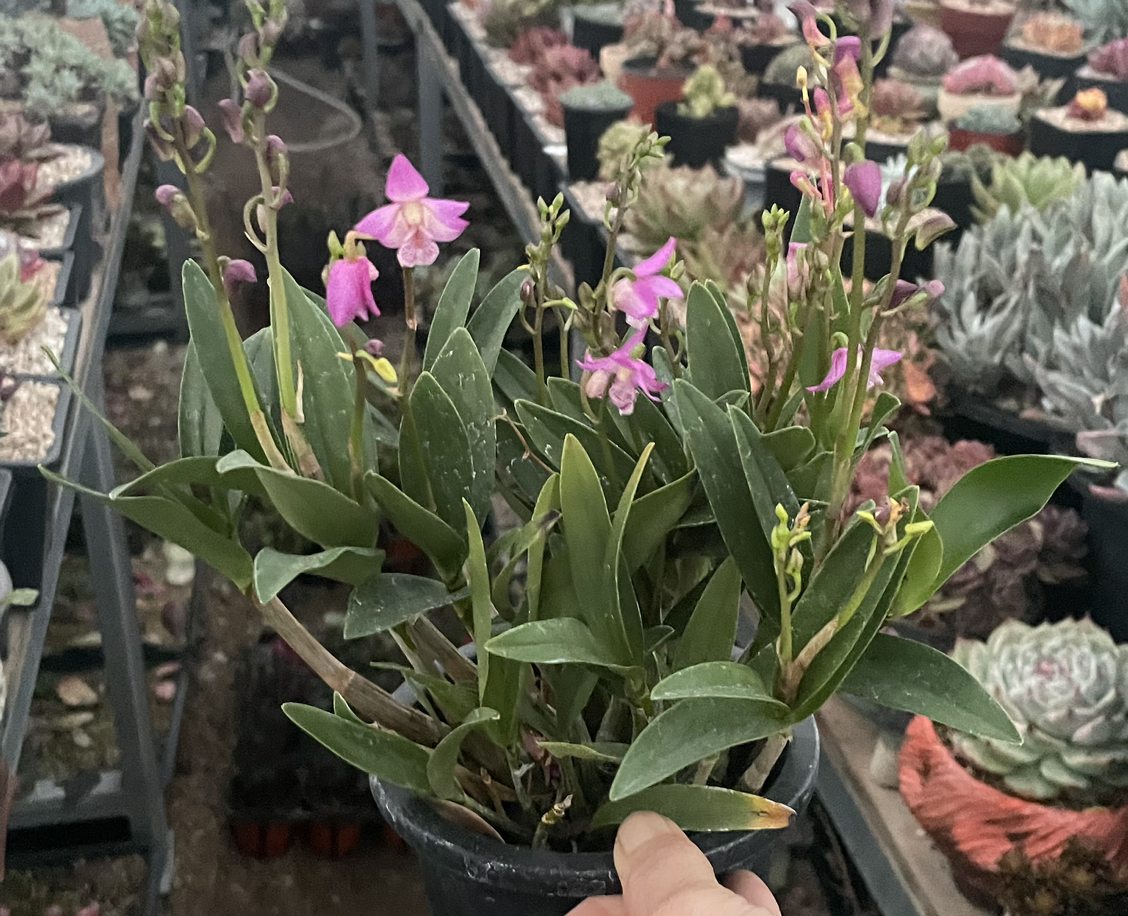 긴기아난 판매합니다 | 당근 중고거래